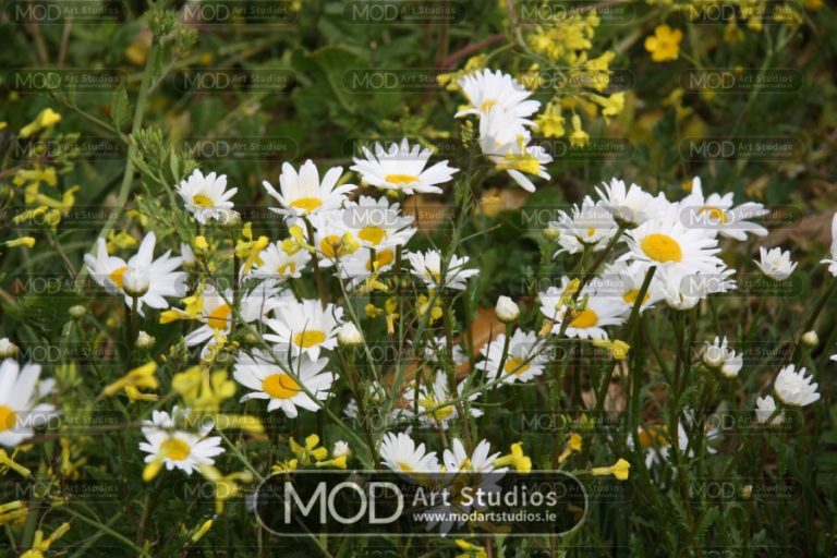 Burren Daisies on the Wild Atlantic Way | MOD ART STUDIOS